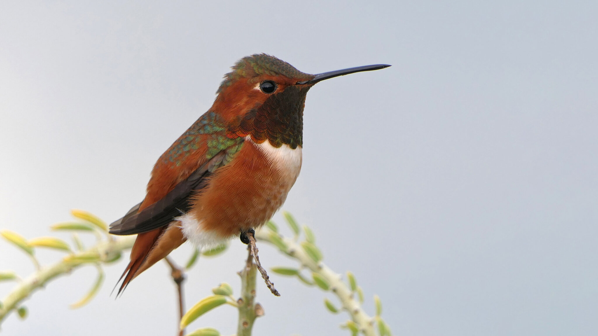 Free Preview: The Wonderful World of Hummingbirds | Bird Academy