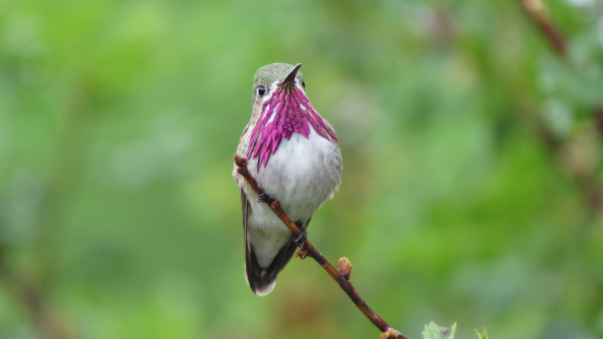 Free Preview: The Wonderful World of Hummingbirds | Bird Academy