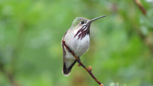 Free Preview: The Wonderful World of Hummingbirds | Bird Academy