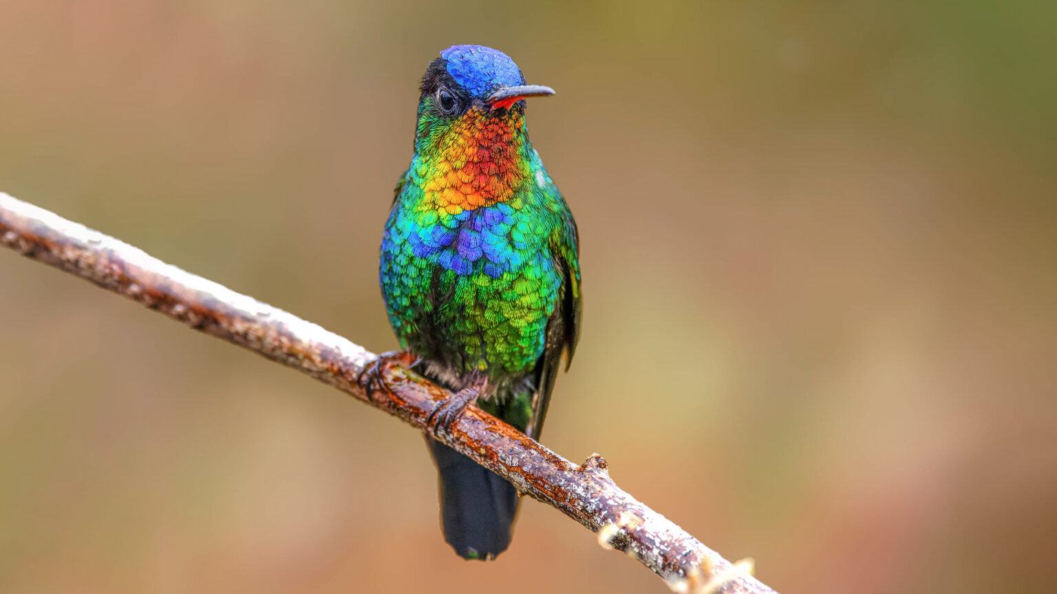 Free Preview: The Wonderful World of Hummingbirds | Bird Academy
