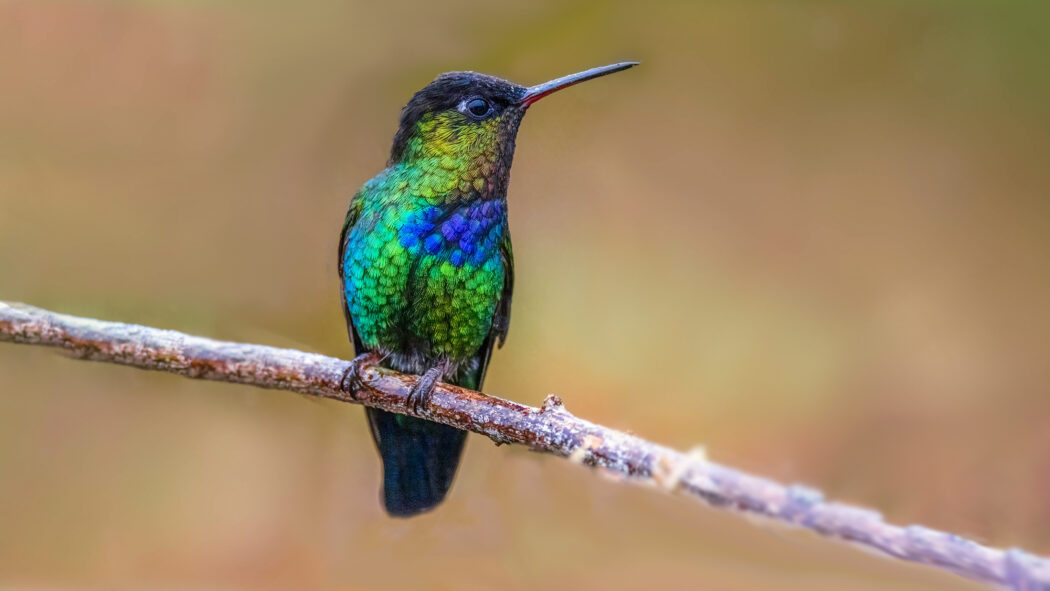 Free Preview: The Wonderful World of Hummingbirds | Bird Academy