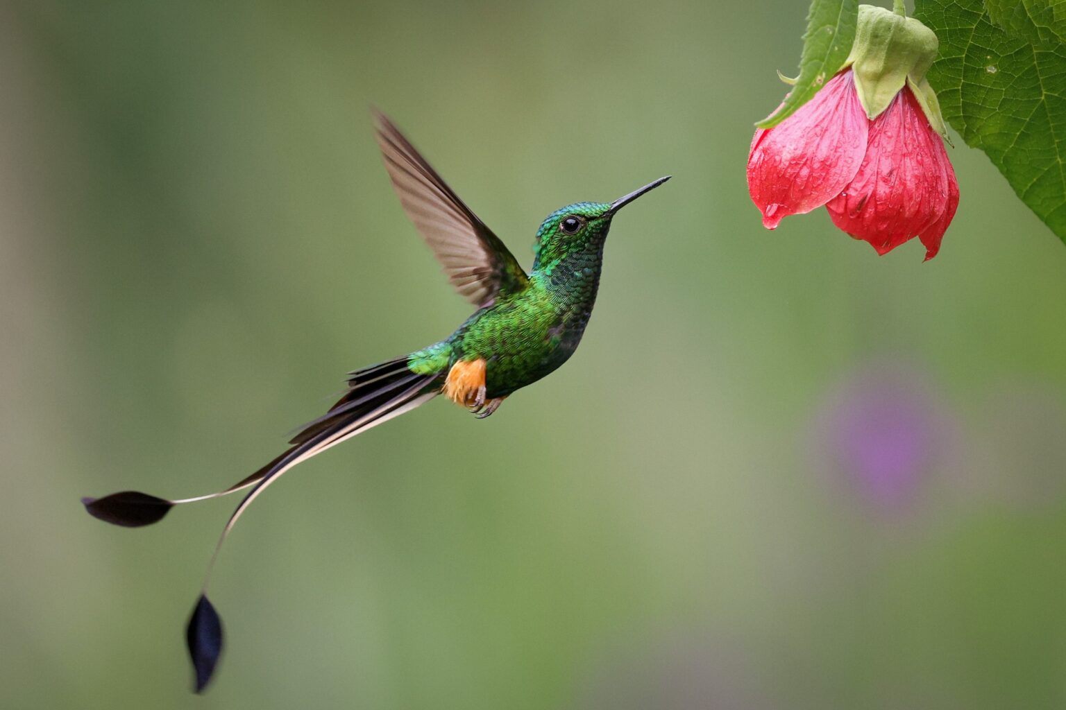 The Wonderful World of Hummingbirds | Bird Academy • The Cornell Lab