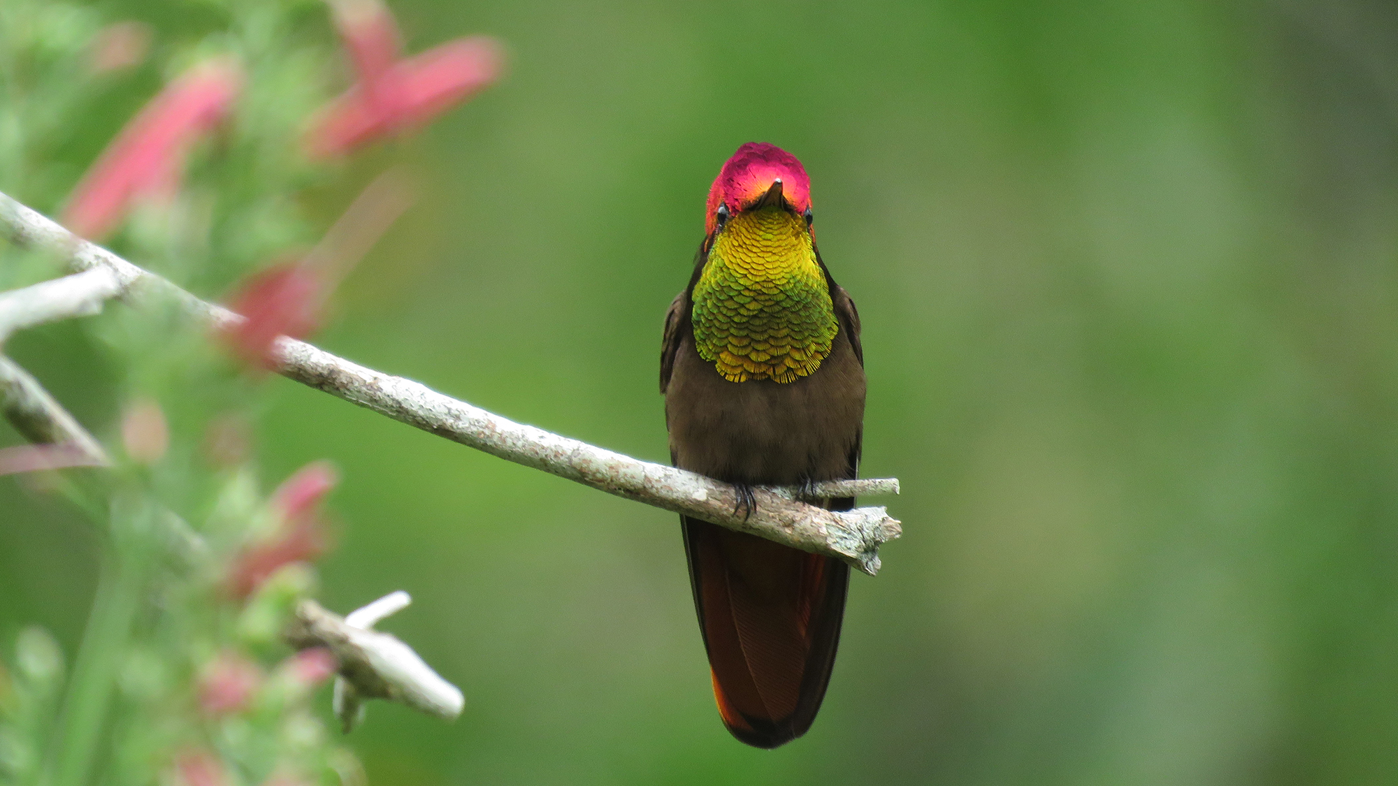 Free Preview: The Wonderful World of Hummingbirds | Bird Academy