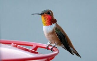 The Wonderful World of Hummingbirds | Bird Academy • The Cornell Lab