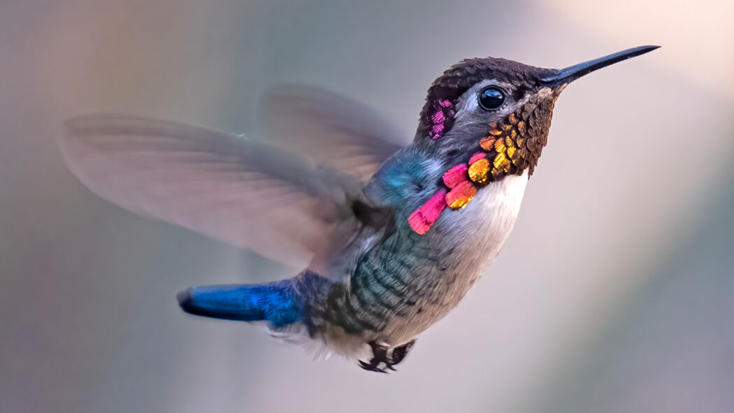 The Wonderful World of Hummingbirds | Bird Academy • The Cornell Lab