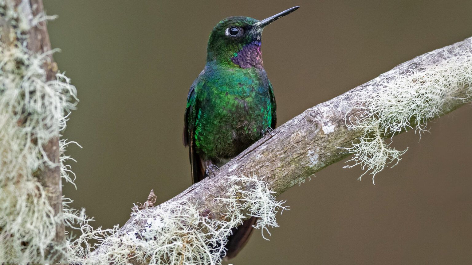 Free Preview: The Wonderful World of Hummingbirds | Bird Academy
