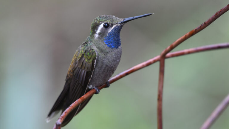 Free Preview: The Wonderful World of Hummingbirds | Bird Academy