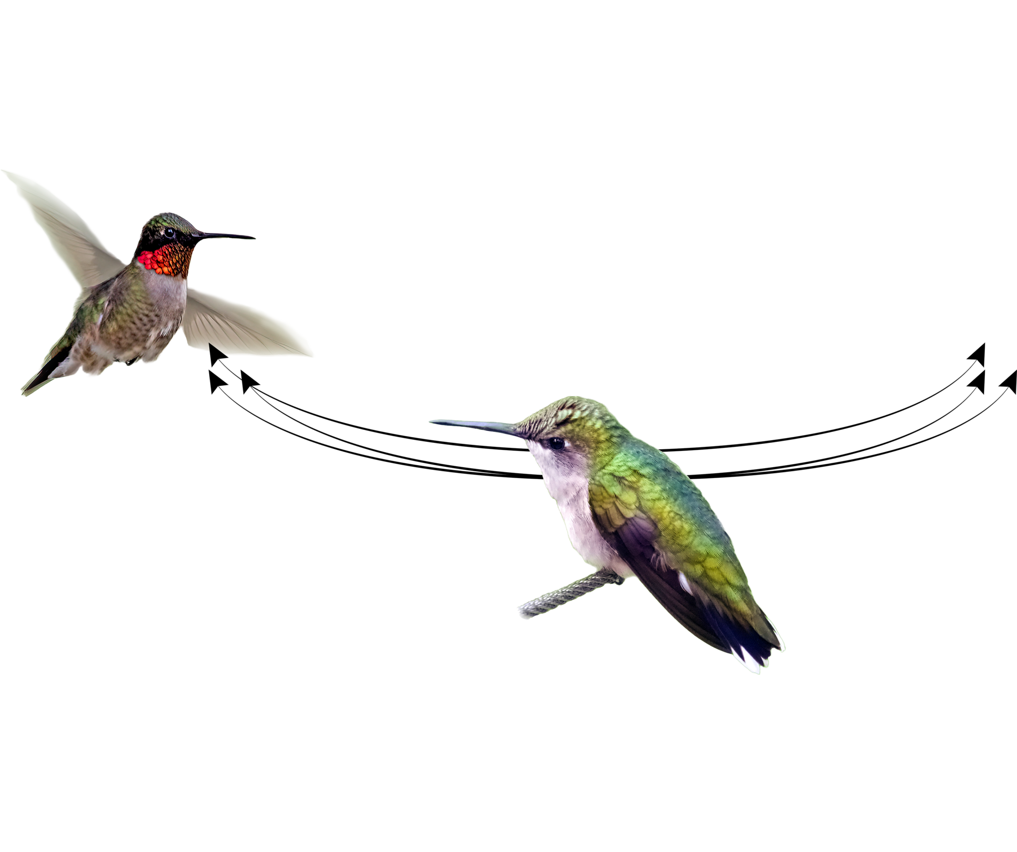 Free Preview: The Wonderful World of Hummingbirds | Bird Academy