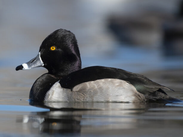 Lesser Scaup and Ring-necked Duck | Bird Academy • The Cornell Lab