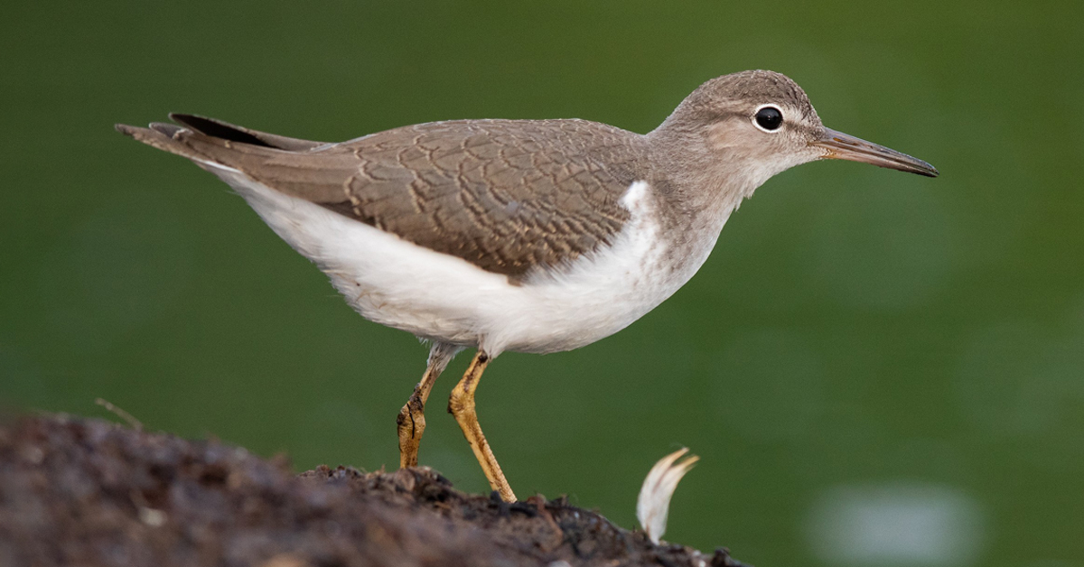 Sample Lesson: Shorebird Identification | Bird Academy • The Cornell Lab