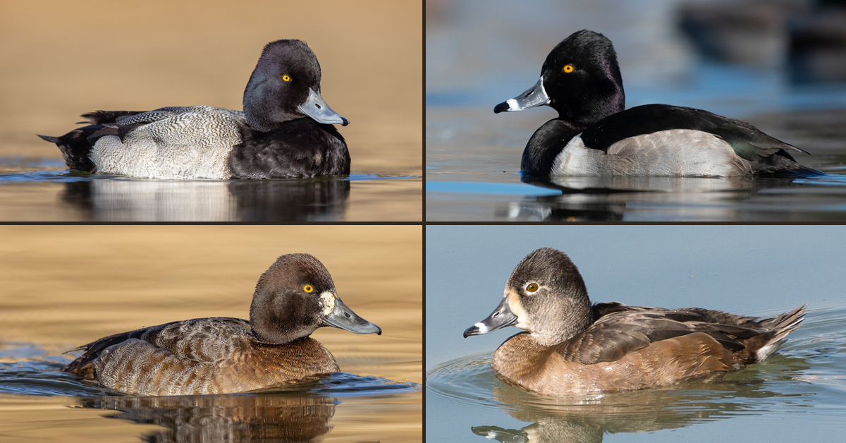 Lesser Scaup and Ring-necked Duck | Bird Academy • The Cornell Lab