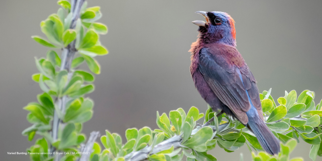 Open Lectures | Bird Academy • The Cornell Lab