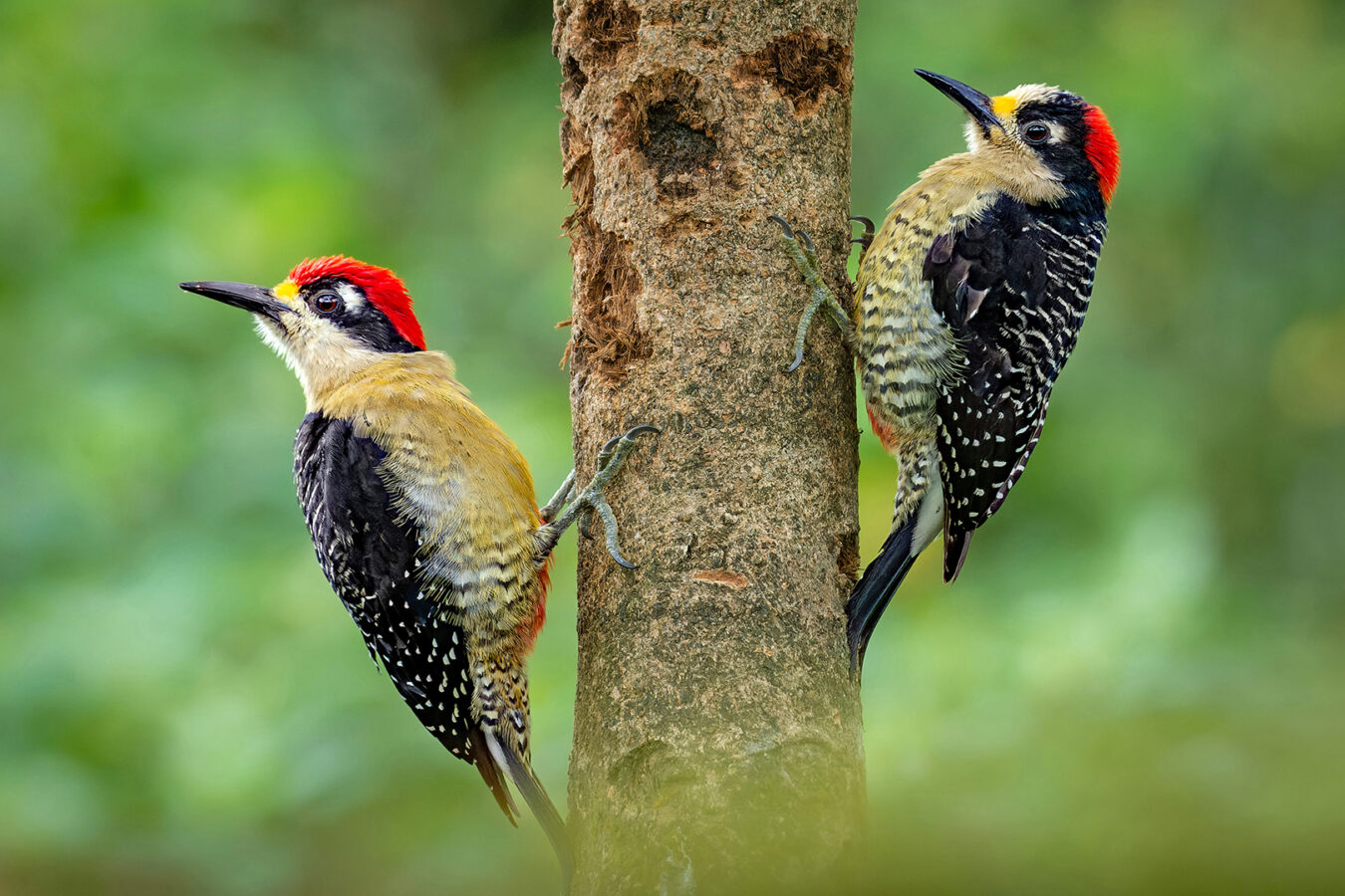 Understanding Bird Behavior | Bird Academy • The Cornell Lab