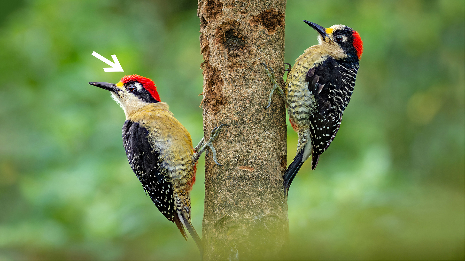 Free Preview: The Wonderful World of Woodpeckers Online Course