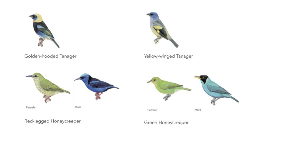 Practice the Colorful Birds of Belize | Bird Academy • The Cornell Lab