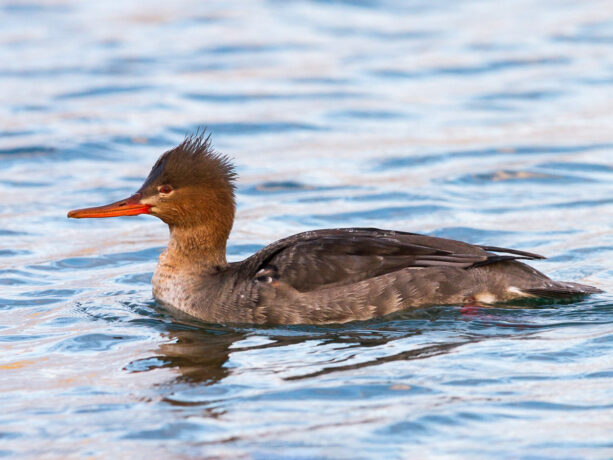 Common Merganser and Red-breasted Merganser Identification