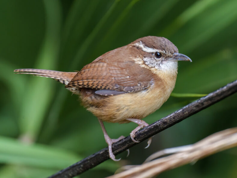 How to ID Carolina Wren, Northern House Wren, and Bewick's Wren