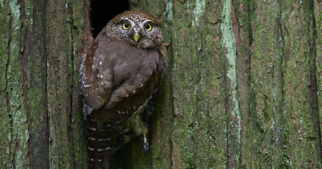 Anatomy | Fields of Study | Bird Academy • The Cornell Lab