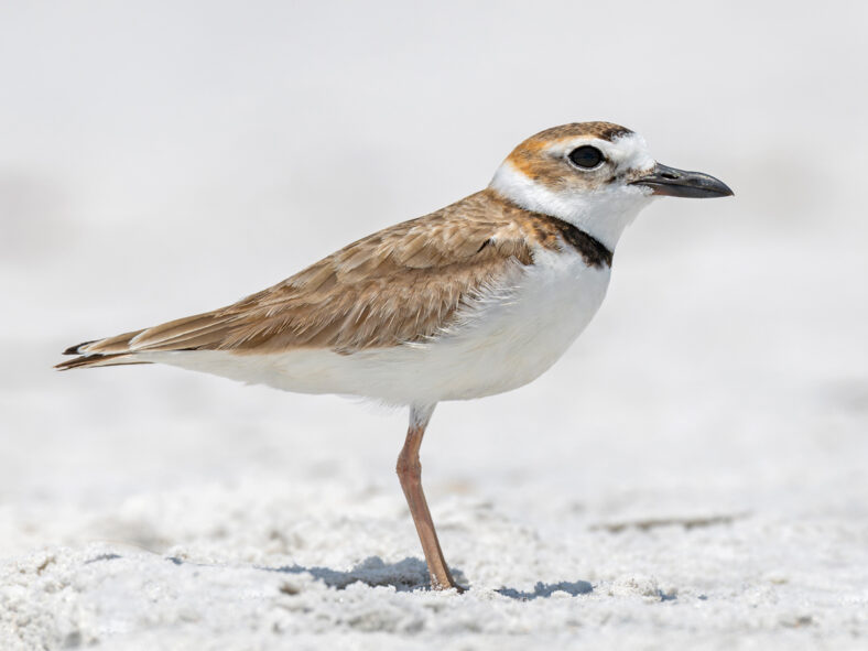 How to ID Killdeer, Semipalmated Plover and Wilson's Plover