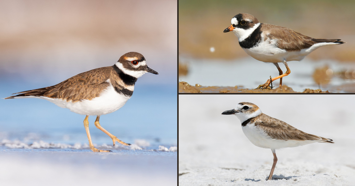 How to ID Killdeer, Semipalmated Plover and Wilson's Plover