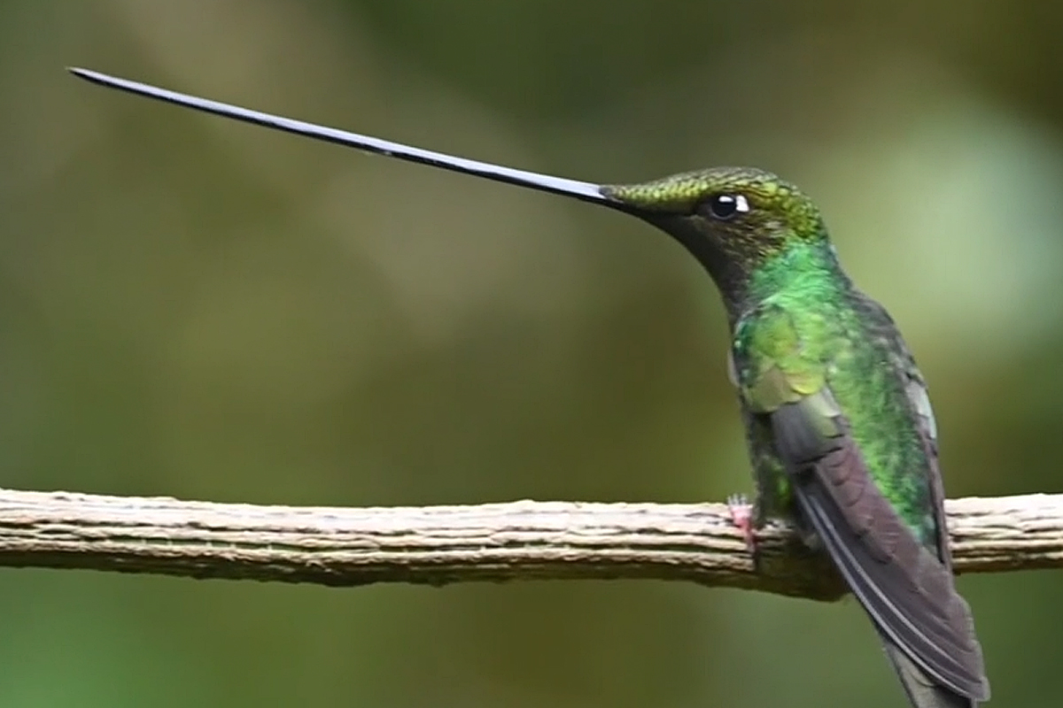 Meet the Sword-billed Hummingbird | Bird Academy Video