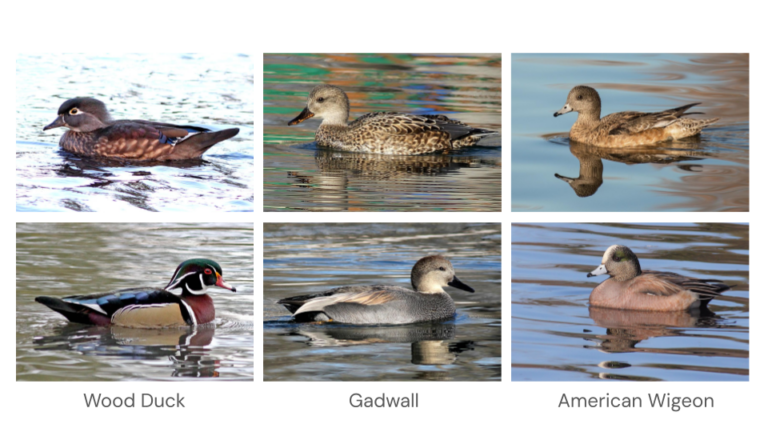Free Preview: Duck and Waterfowl Identification | Bird Academy • The ...