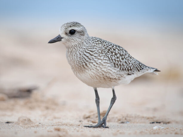 Black-bellied Plover and American Golden-Plover | Bird Academy • The ...