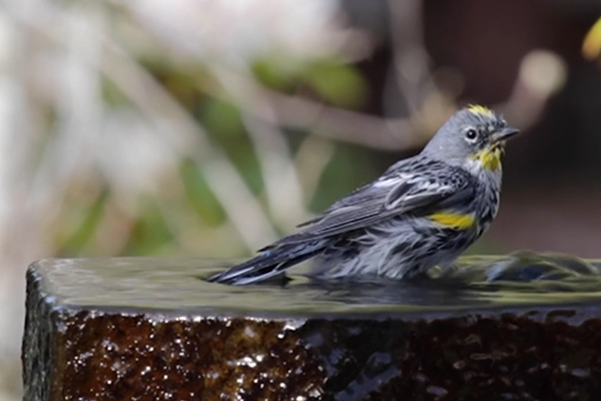 Videos | Bird Academy • The Cornell LabBird Academy • The Cornell Lab