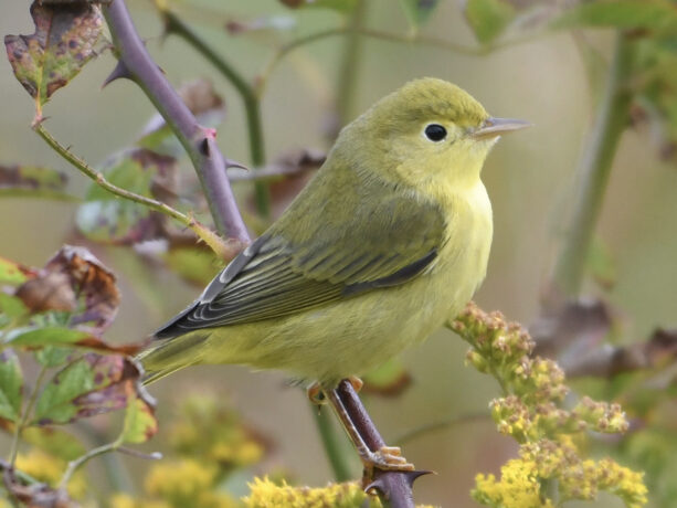 How to ID Orange-crowned Warblers and Tennessee Warblers | Bird Academy ...