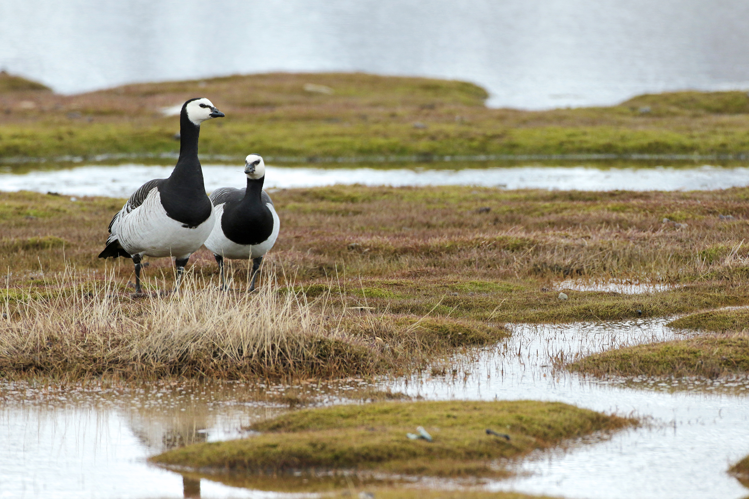Odd Ducks and Wayward Waterfowl | Bird Academy Live Workshop