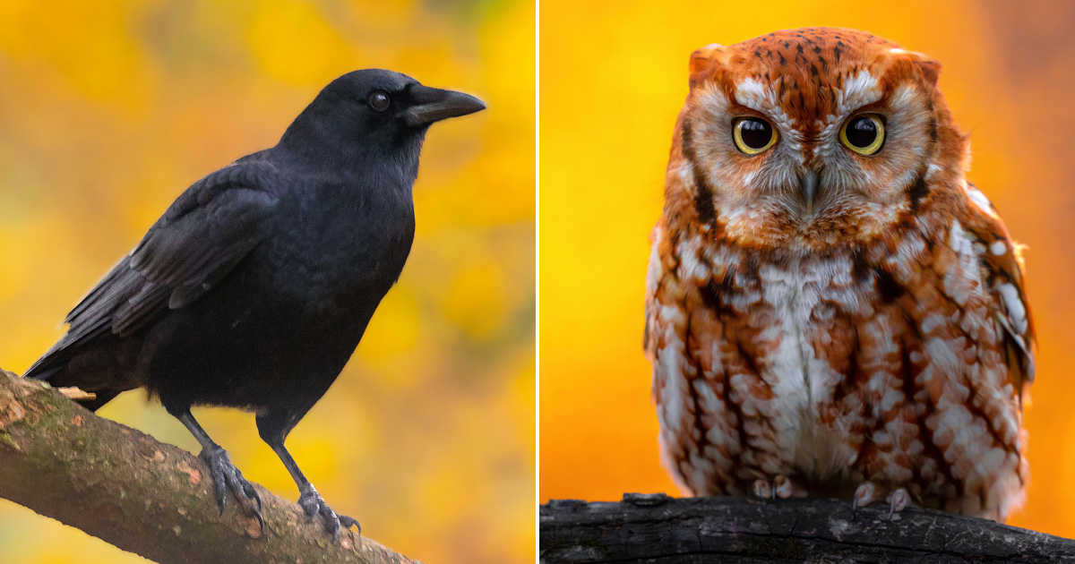 Special October Sale! Owls and Crows | Bird Academy
