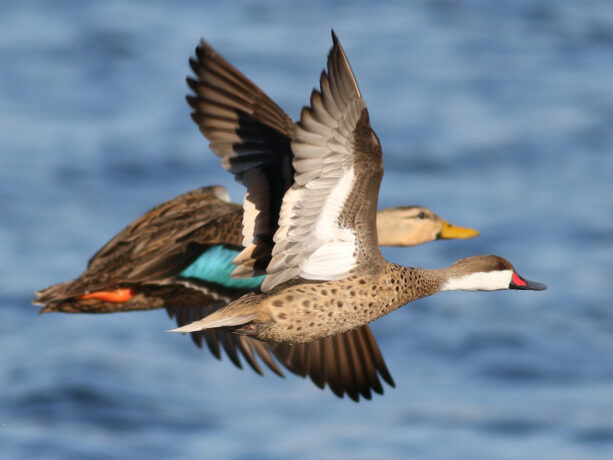 Odd Ducks and Wayward Waterfowl | Bird Academy Live Workshop