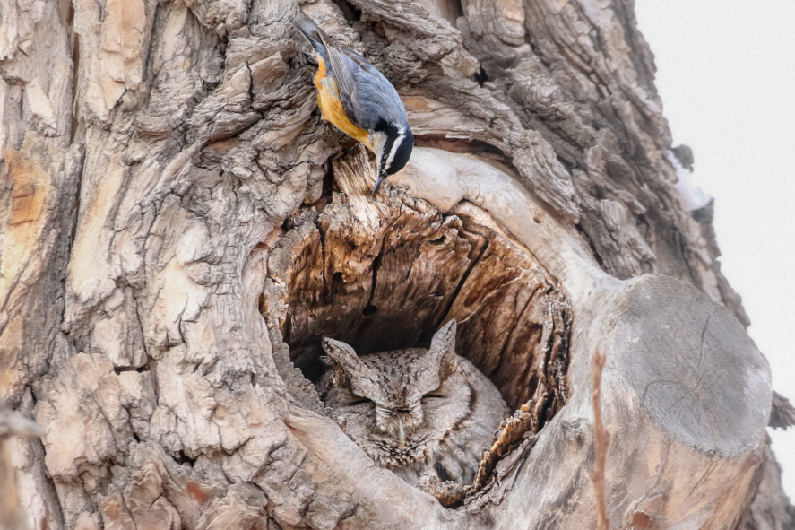 Find the Right Course for Your Birder | Bird Academy