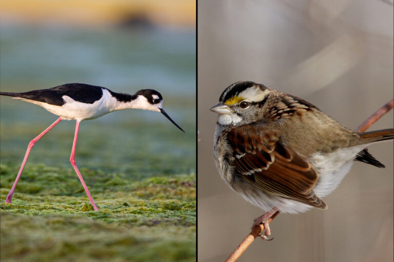 Bird Academy | The Cornell Lab | Courses Tutorials Videos