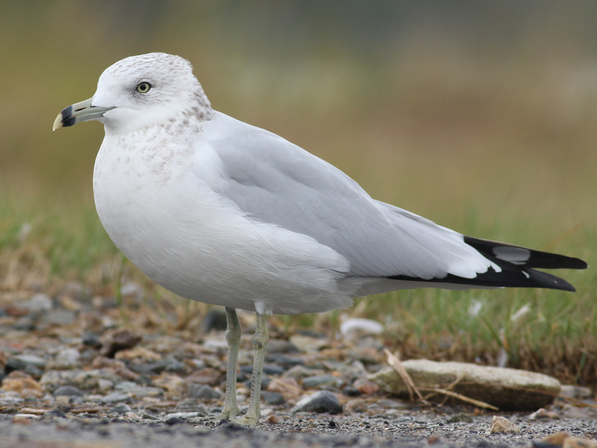 How to ID American Herring Gull and Ring-billed Gull