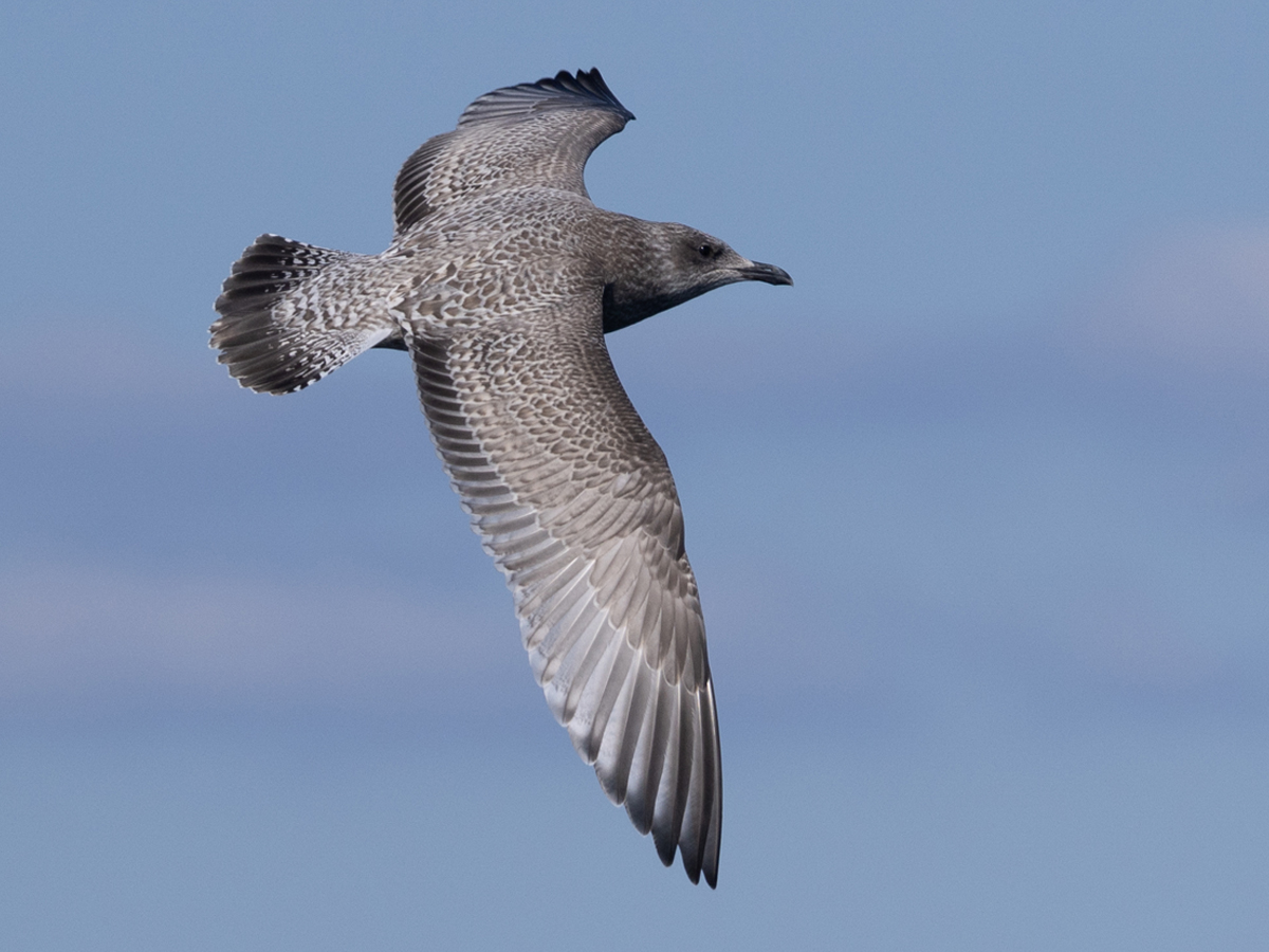 How to ID American Herring Gull and Ring-billed Gull