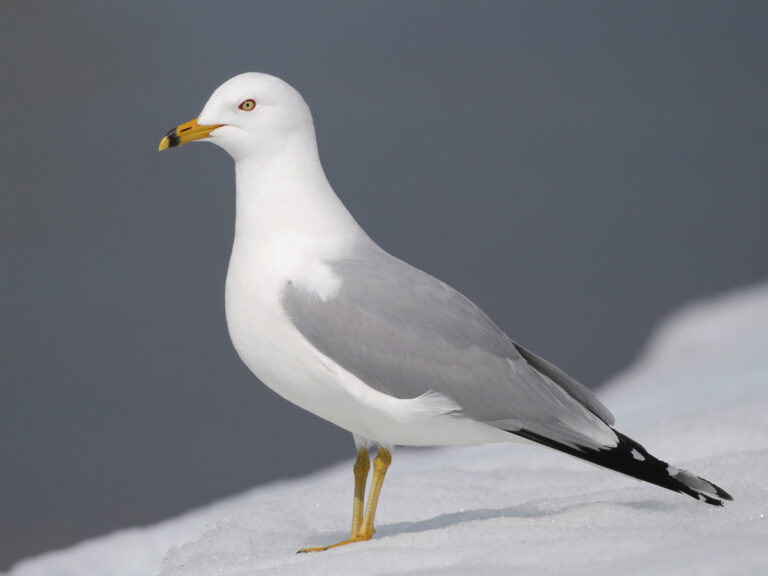 How to ID American Herring Gull and Ring-billed Gull