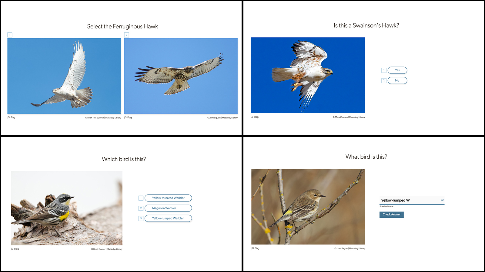 Don't Miss our Newest ID Learning Tool, BirdWise! | Bird Academy • The ...