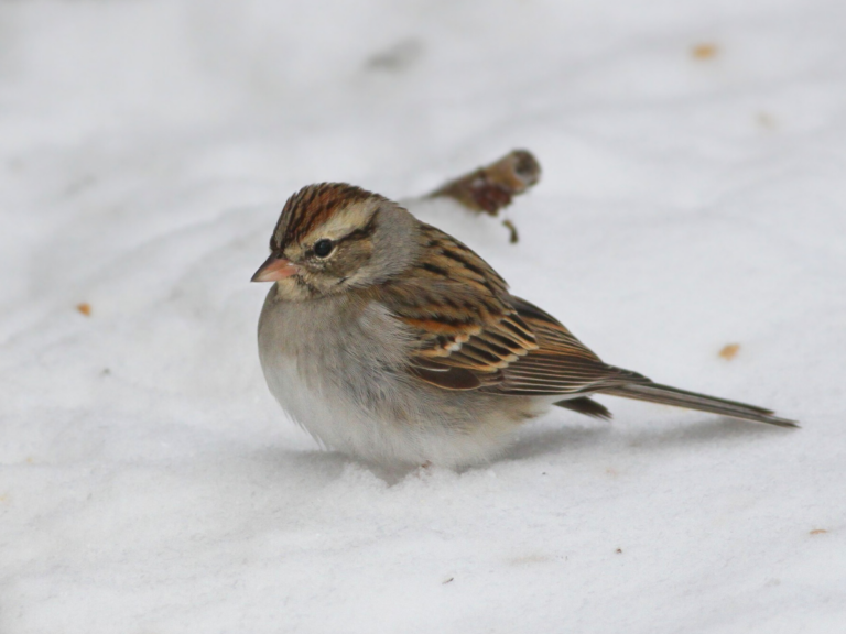 Test Your Sparrow ID Skills | Bird Academy • The Cornell Lab
