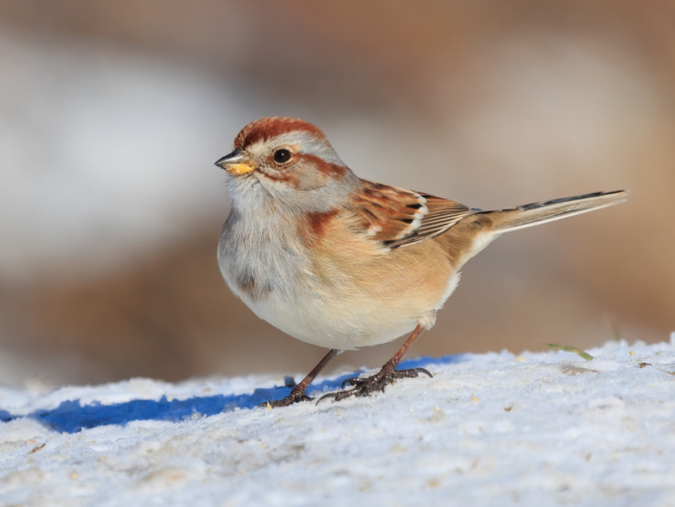 Test Your Sparrow ID Skills | Bird Academy • The Cornell Lab