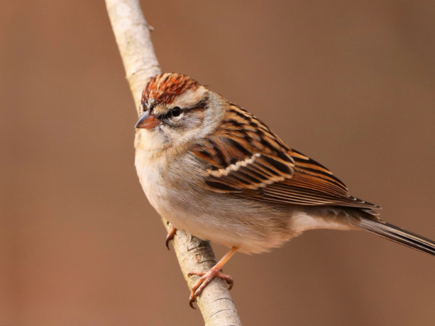 Test Your Sparrow ID Skills | Bird Academy • The Cornell Lab
