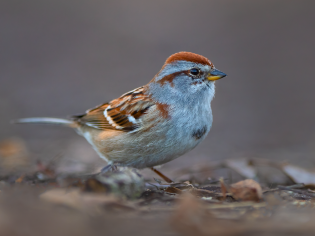 Test Your Sparrow ID Skills | Bird Academy • The Cornell Lab