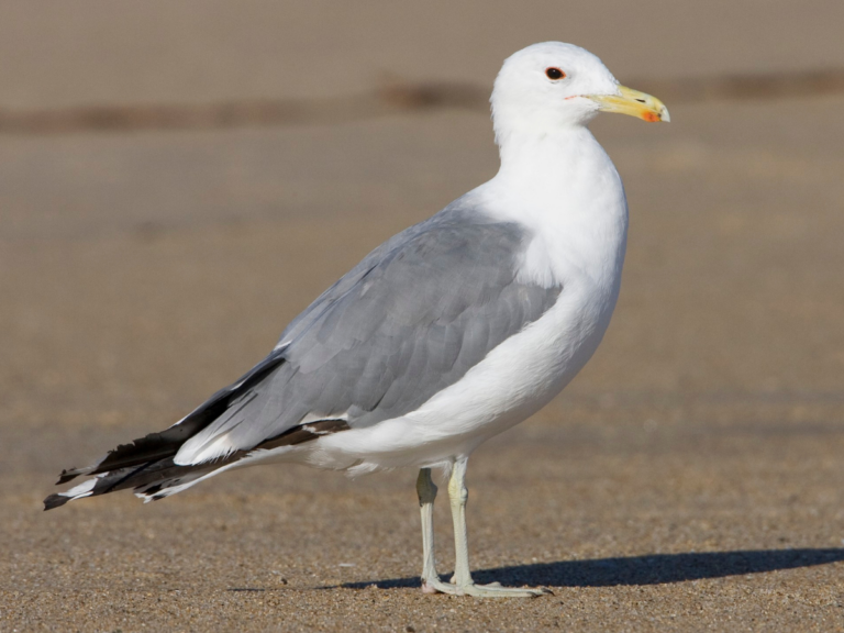 How to ID California Gulls and Short-billed Gulls | Bird Academy • The ...