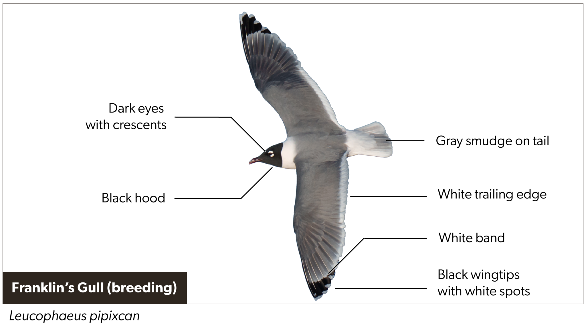 Gull ID Sample Lesson: Franklin's Gull | Bird Academy
