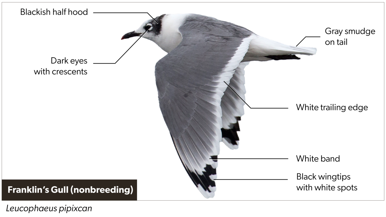 Gull ID Sample Lesson: Franklin's Gull | Bird Academy