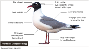 Gull ID Sample Lesson: Franklin's Gull | Bird Academy