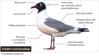 Gull ID Sample Lesson: Franklin's Gull | Bird Academy