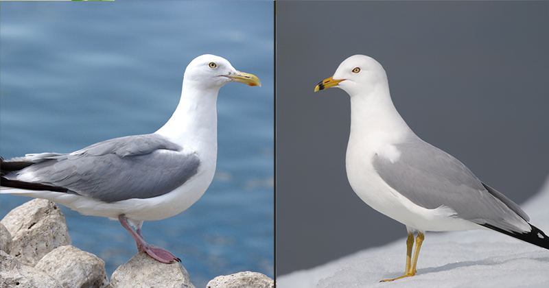 How to ID American Herring Gull and Ring-billed Gull