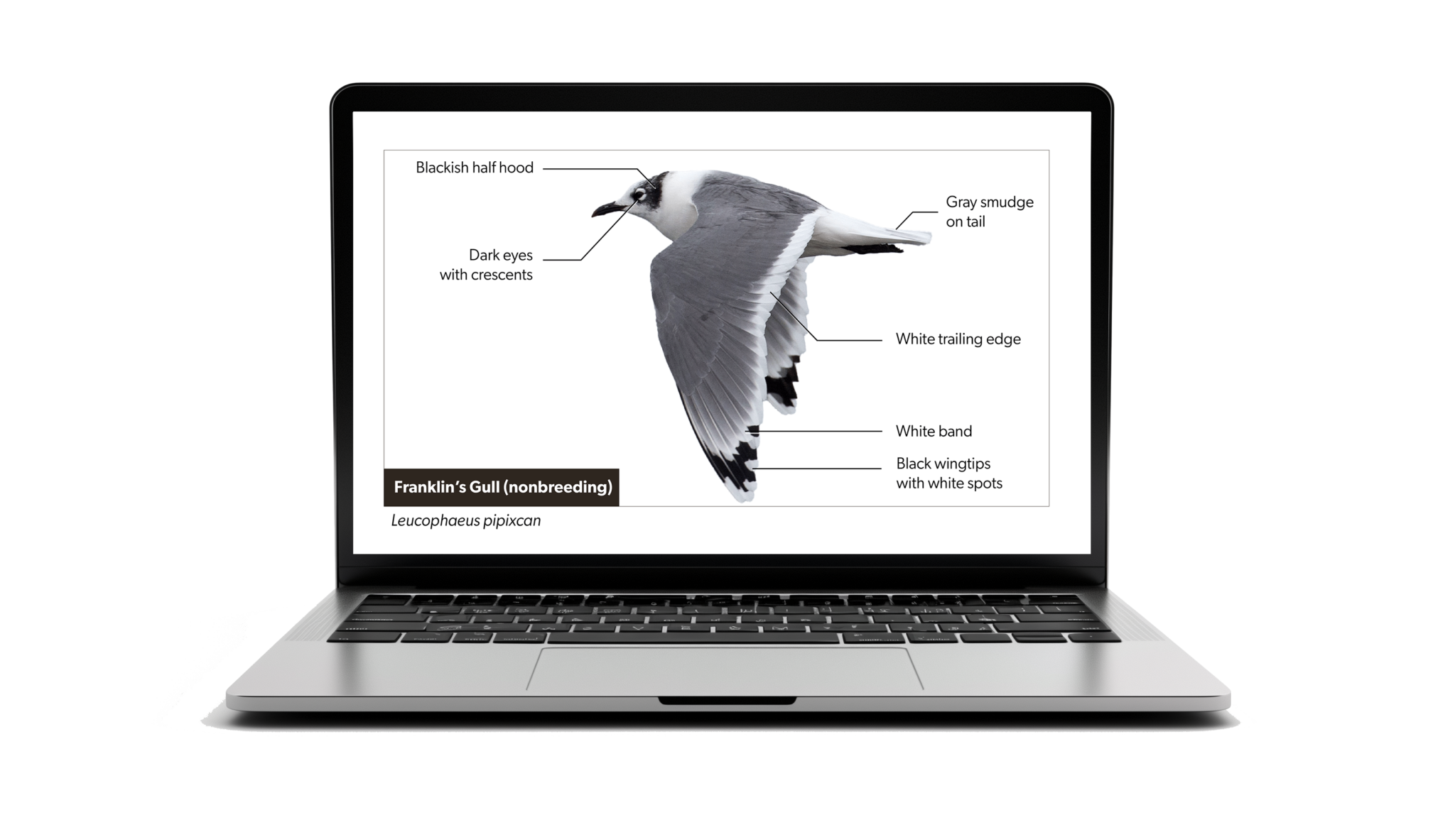 Be a Better Birder: Gull Identification | Bird Academy