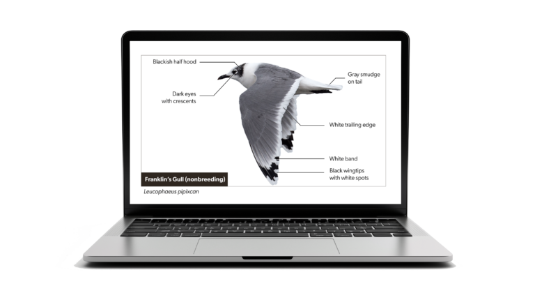 Be a Better Birder: Gull Identification | Bird Academy